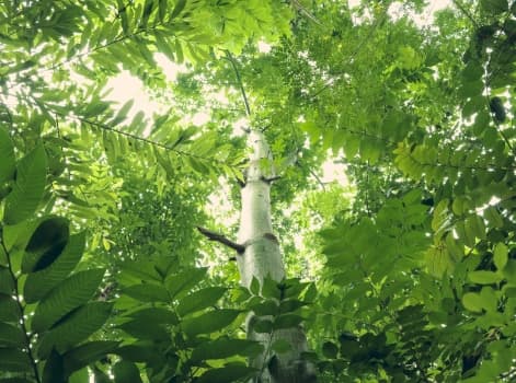 INVIS | ICT Solutions | Multimedia Content | Sustainable Living